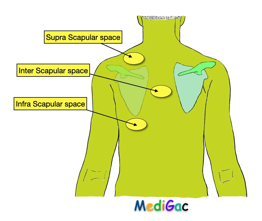 How to examine Respiratory System – MediGac
